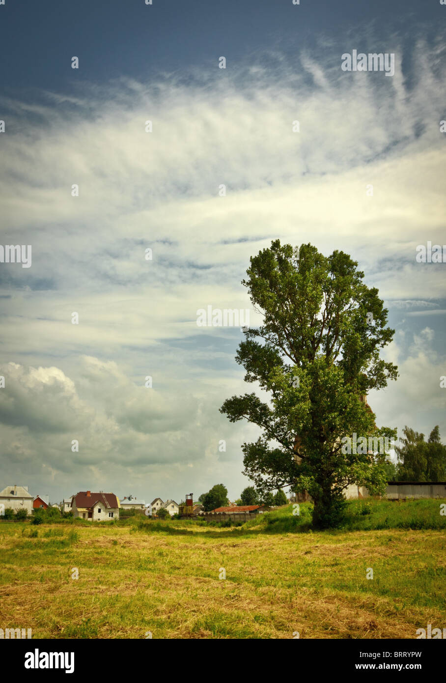 country landscape with big tree Stock Photo - Alamy