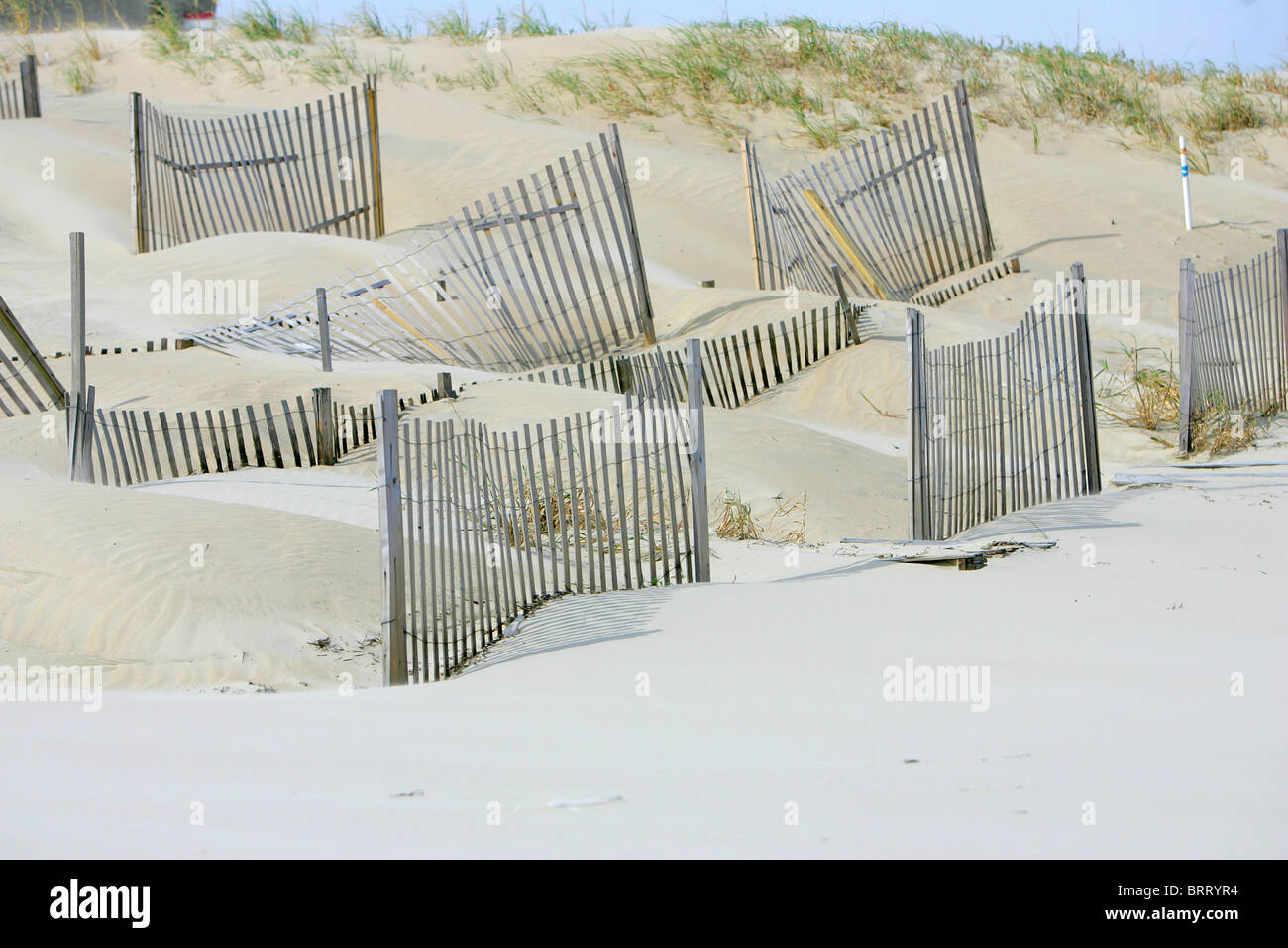 fences setup for sand dune creation along the beach to preserve nature ...