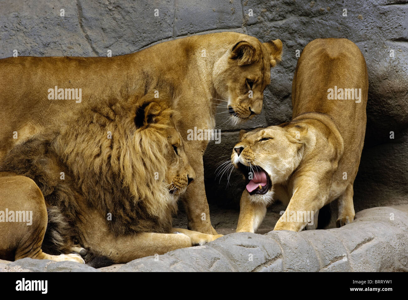 Lion hunter hi-res stock photography and images - Alamy