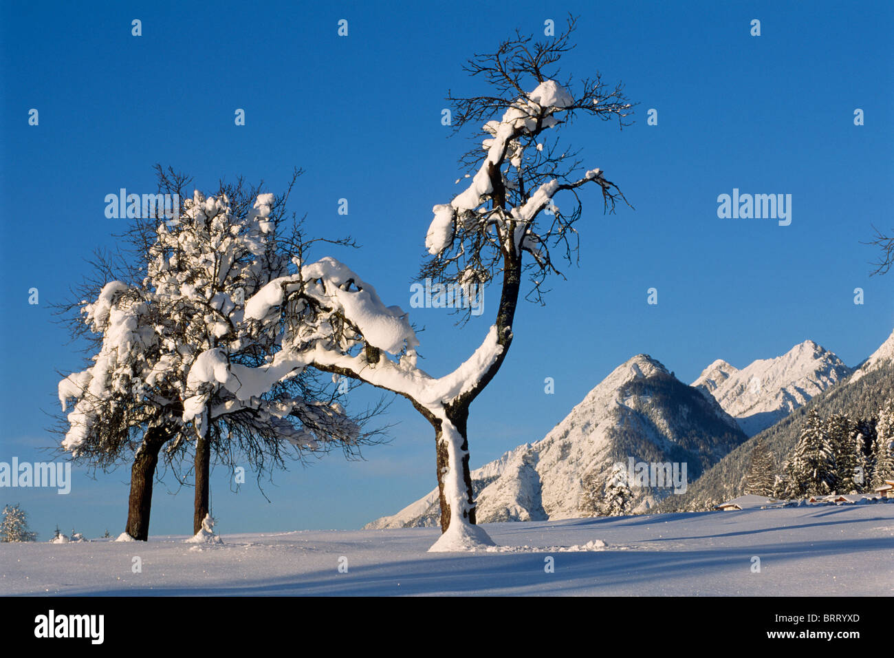 Snow-covered fruit trees in Gnadenwald, at back Karwendel range, North ...