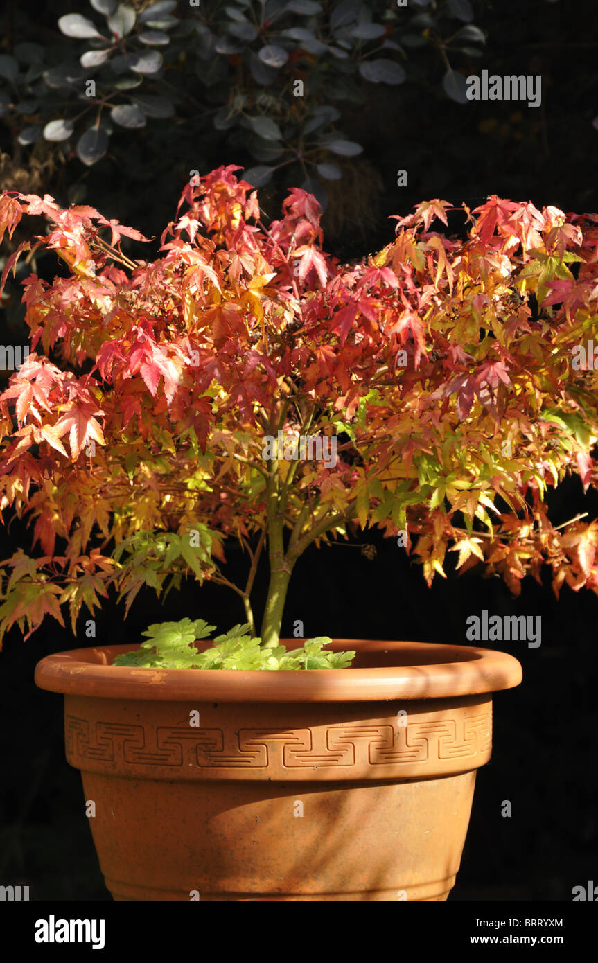 Dwarf Acer 'Little Princess' in autumn Stock Photo - Alamy