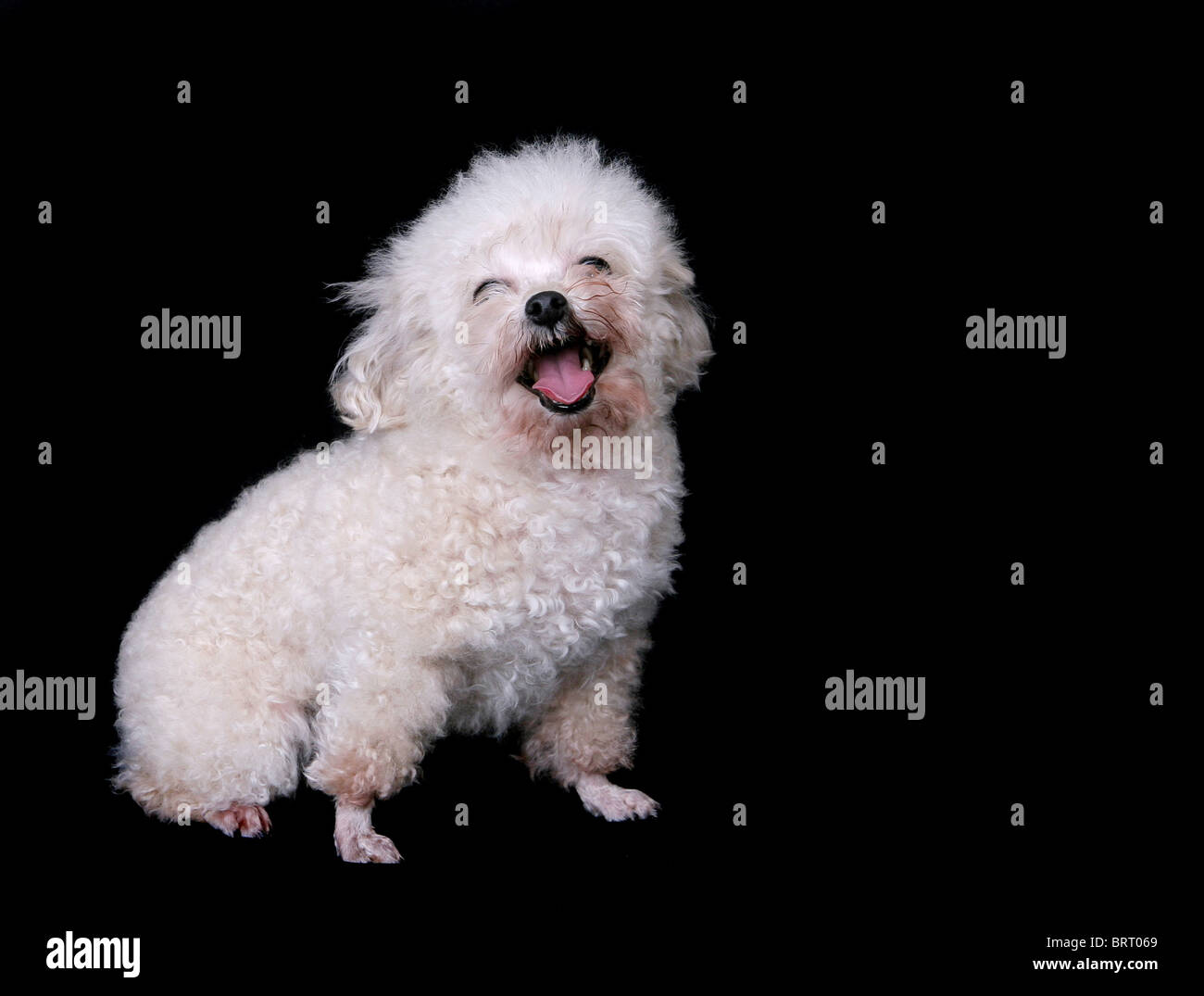 one cute white dog alone isolated on a black background Stock Photo - Alamy