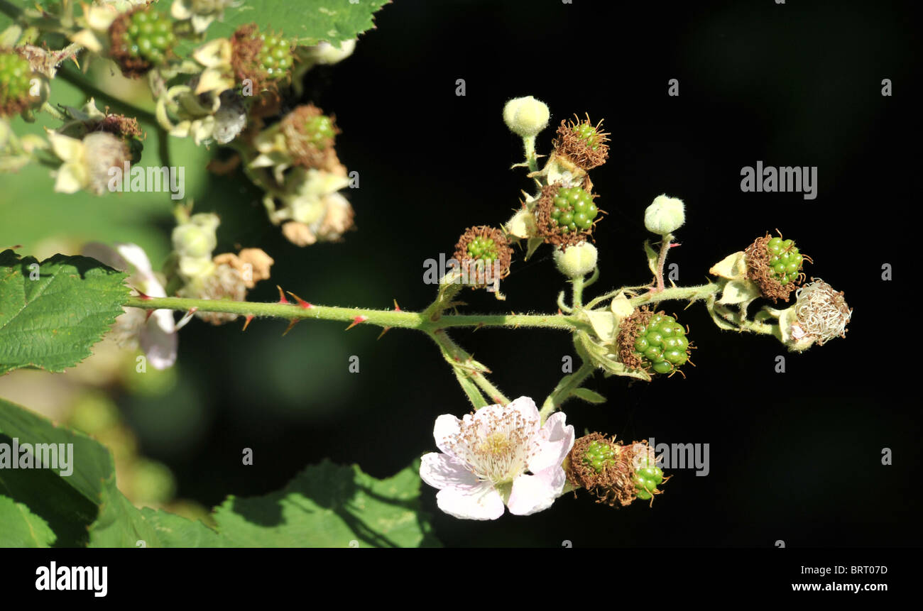 Bramble vine thorn hi-res stock photography and images - Alamy