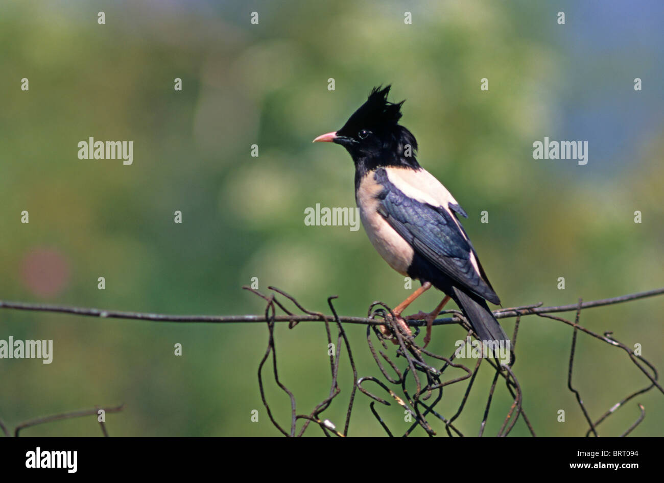 Rosy starling hi-res stock photography and images - Alamy