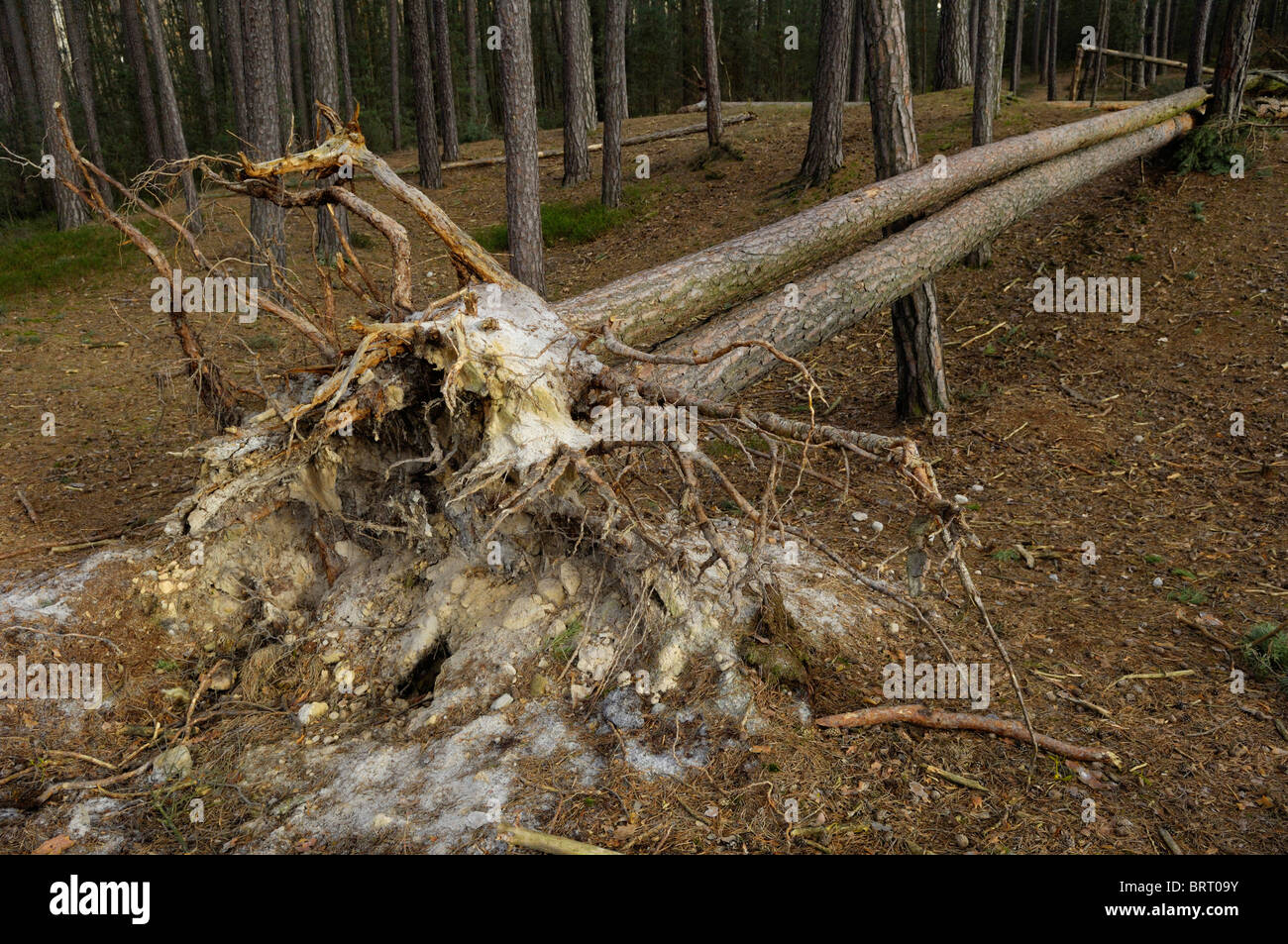 Windthrow near Erlangen, Scots Pine (Pinus sylvestris), tree of 2007 ...