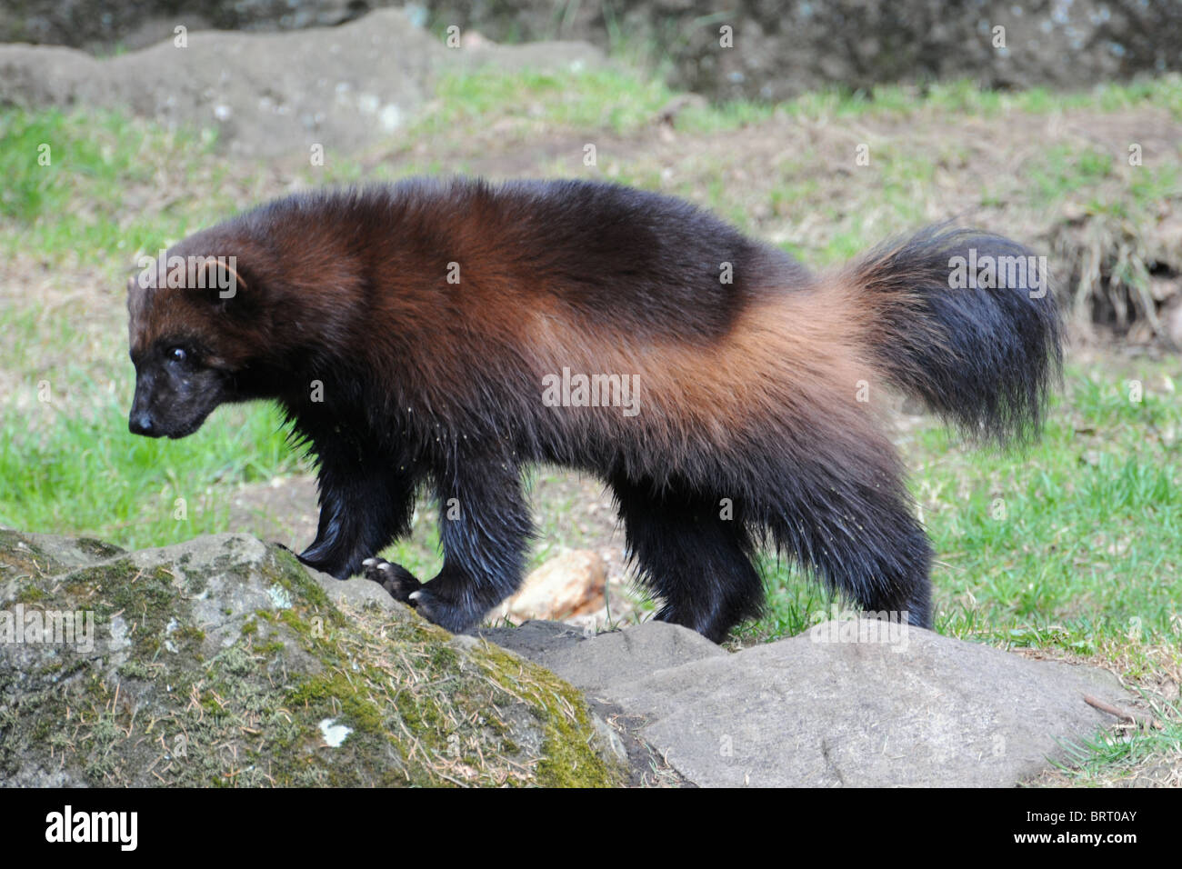 Borås djurpark hi-res stock photography and images - Alamy