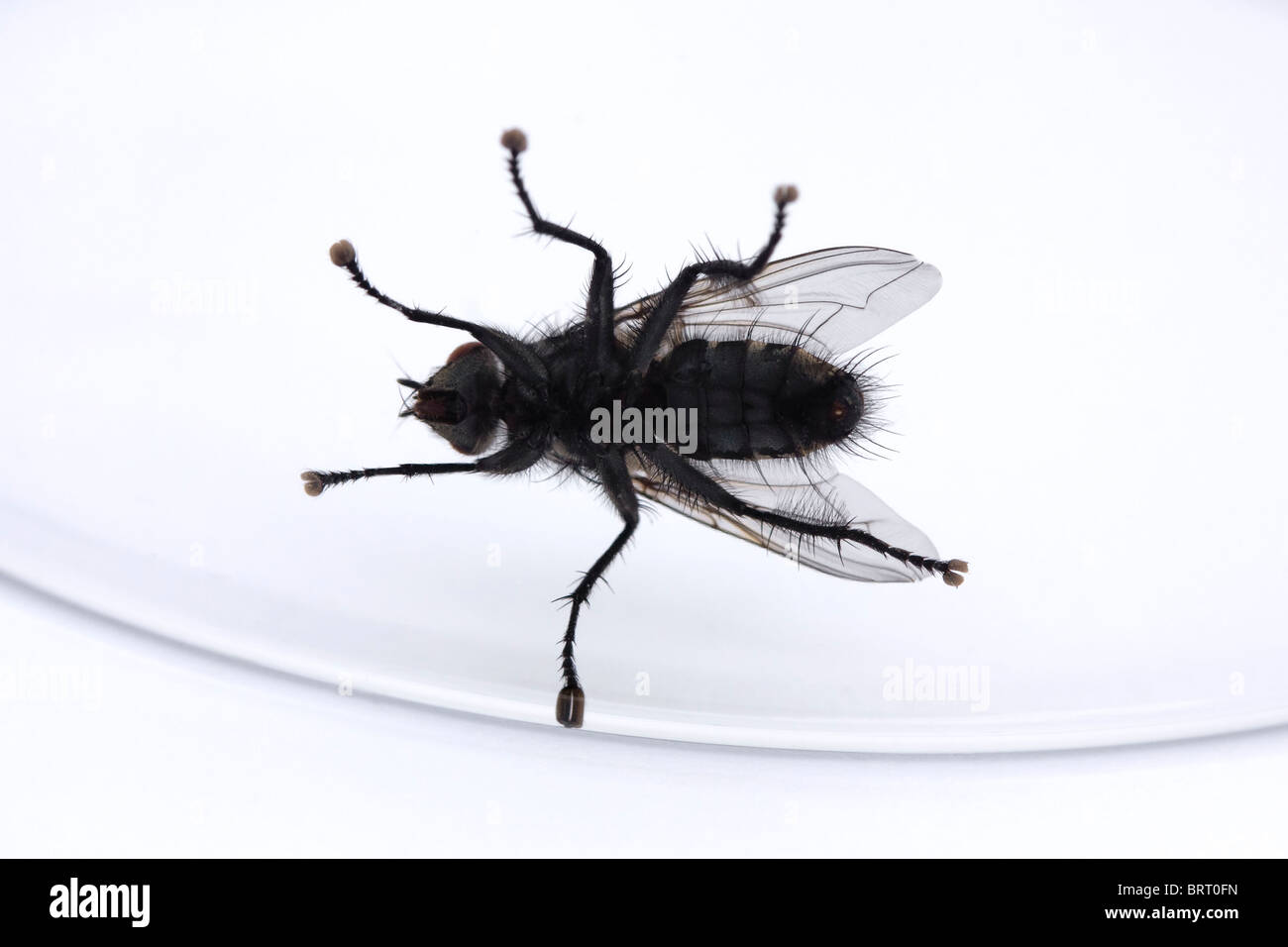 macro of the underside of a fly in a glass Stock Photo - Alamy