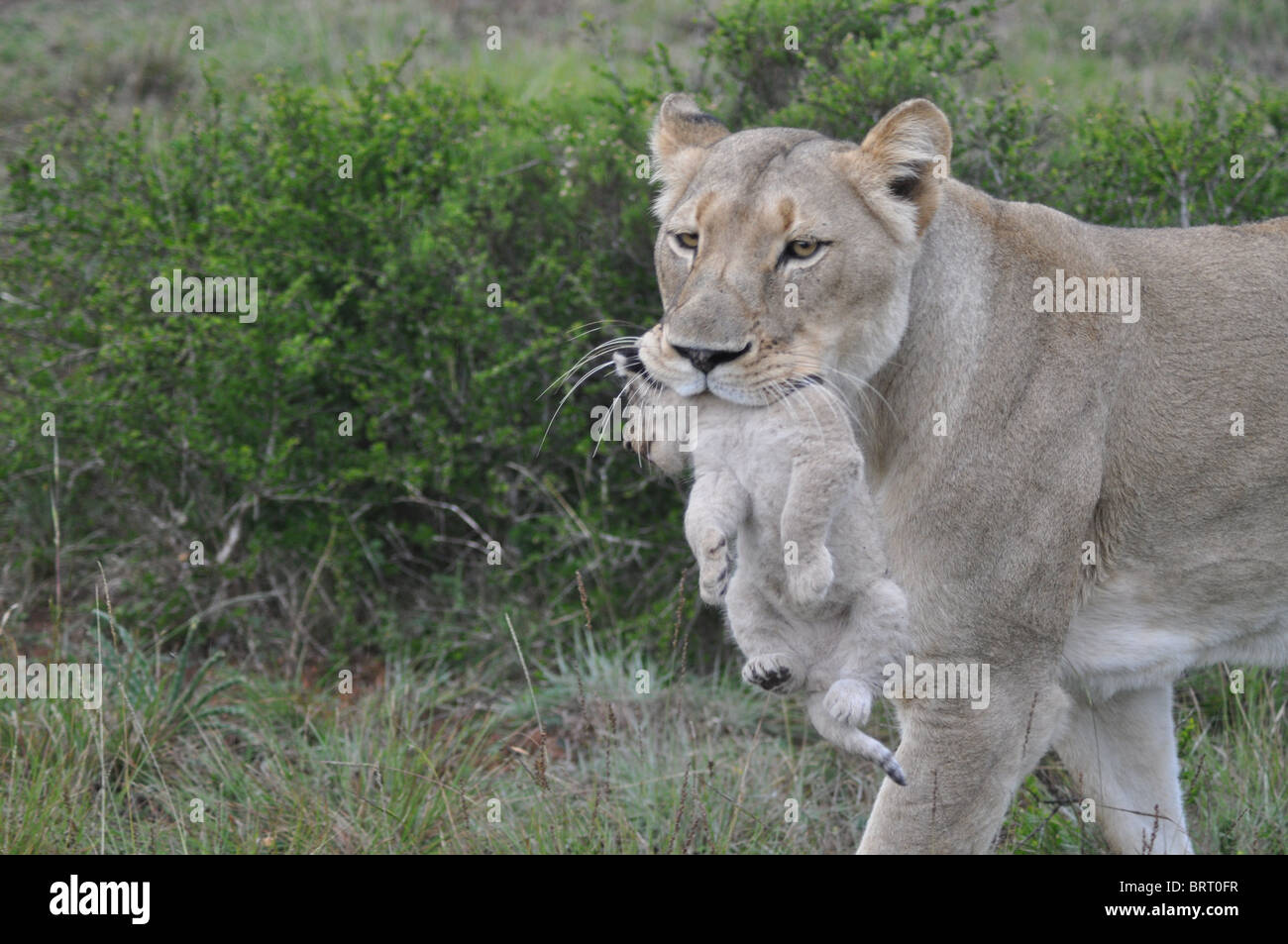 Mother lioness keeps watch over her young cub Stock Photo - Alamy