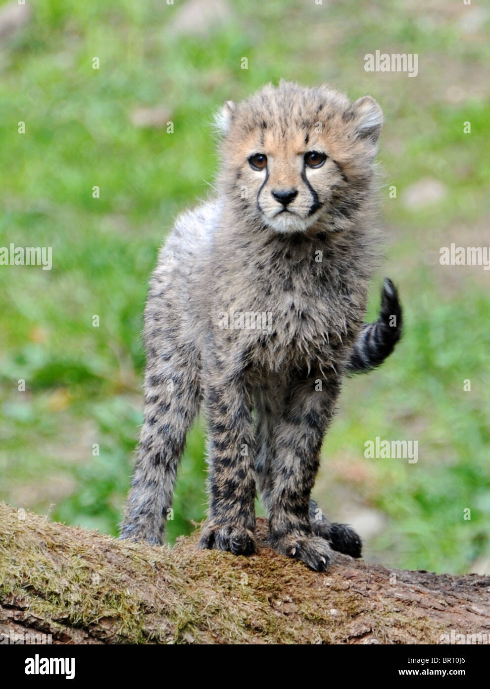 Cheetah cub hi-res stock photography and images - Alamy