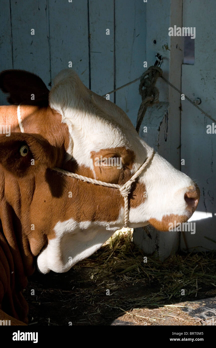 Simmental cow at the Perth Royal Show, Western Australia Stock Photo ...