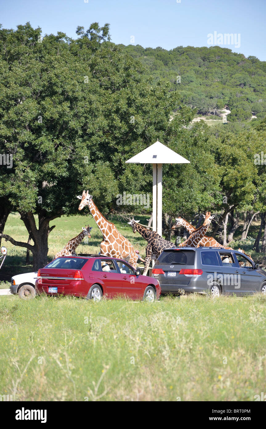 Giraffes being fed on safari in Texas, USA Stock Photo - Alamy