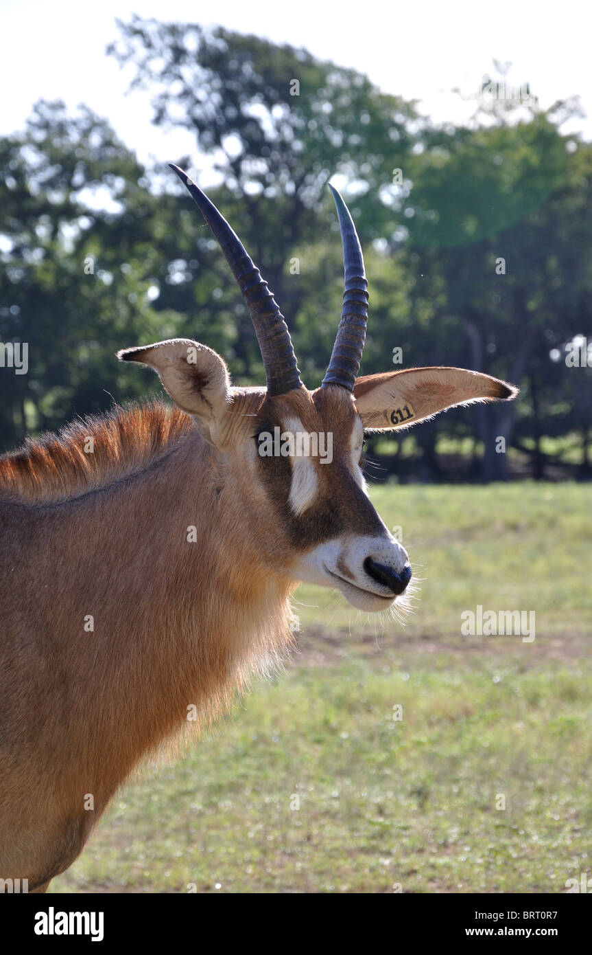 Hippotragus Bluebuck antelope Stock Photo - Alamy