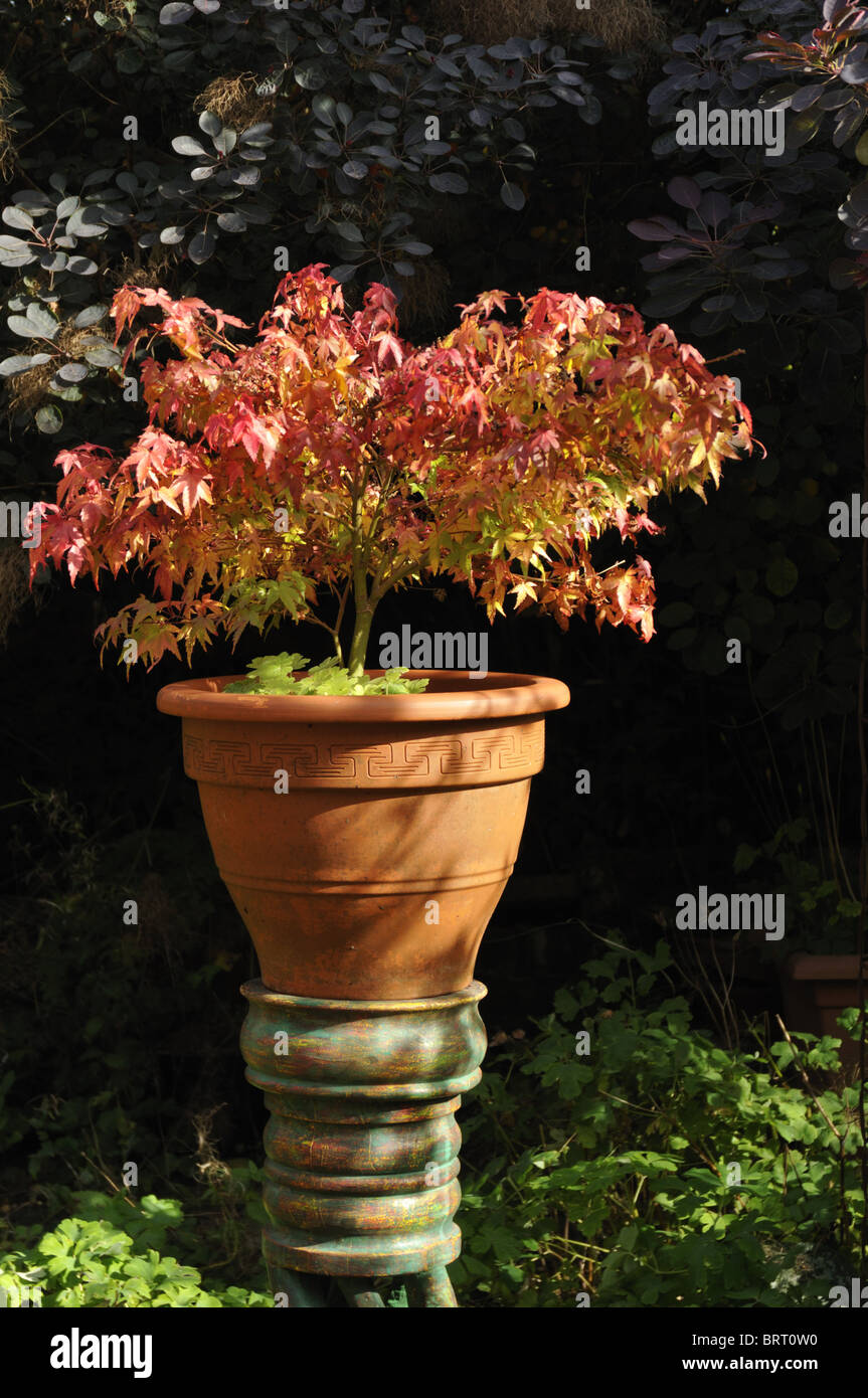 Dwarf japanese maple hi-res stock photography and images - Alamy