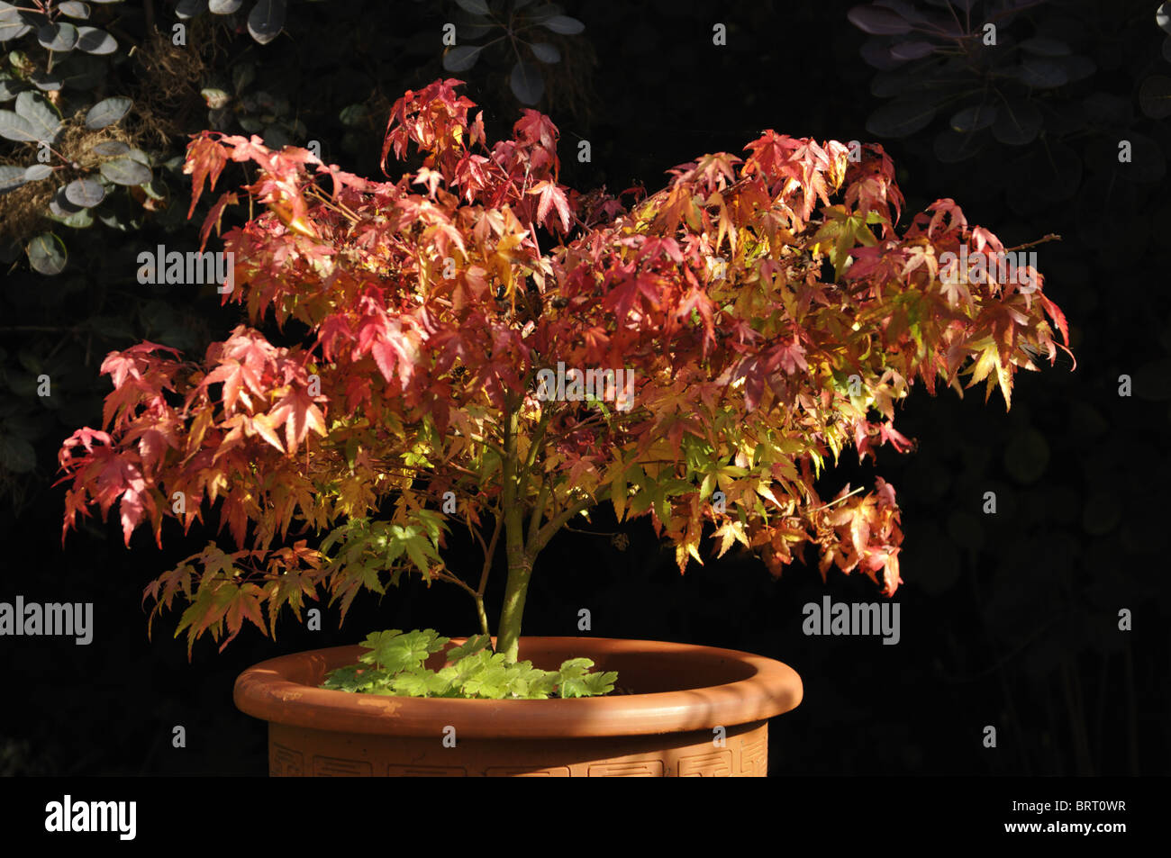 Dwarf japanese maple hi-res stock photography and images - Alamy