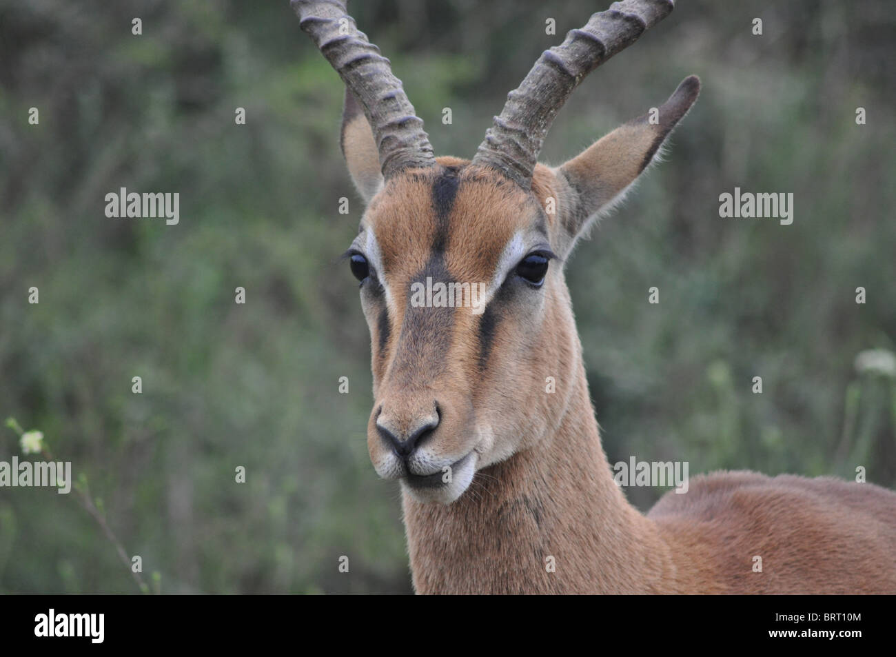 Bush impala hi-res stock photography and images - Alamy