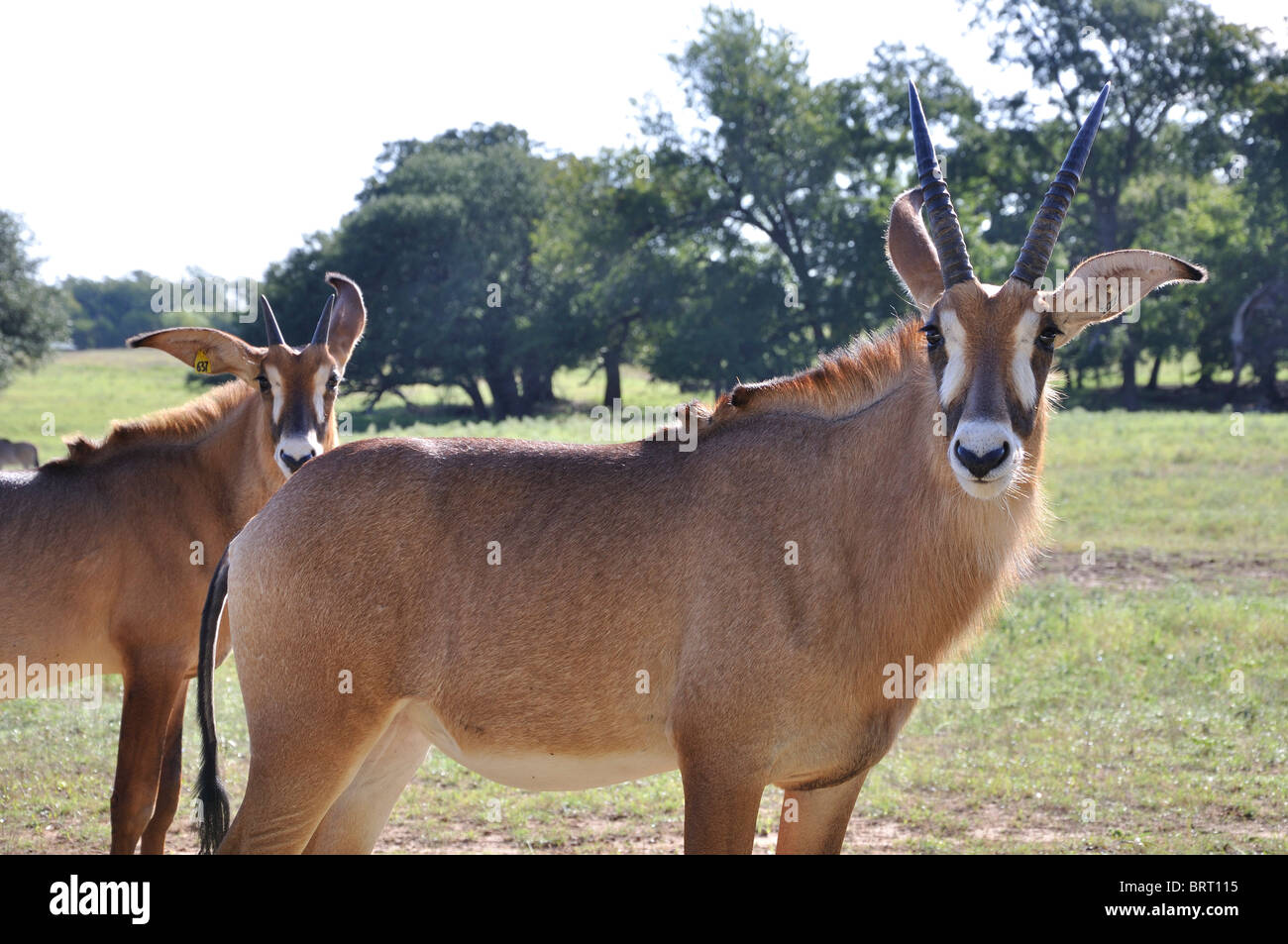Hippotragus Bluebuck antelope Stock Photo - Alamy