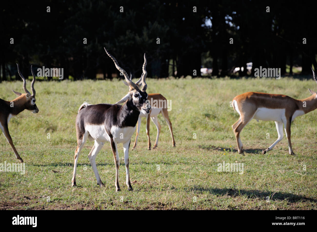 Blackbucks (Antilope cervicapra), aka Krishna Mrigam Stock Photo - Alamy