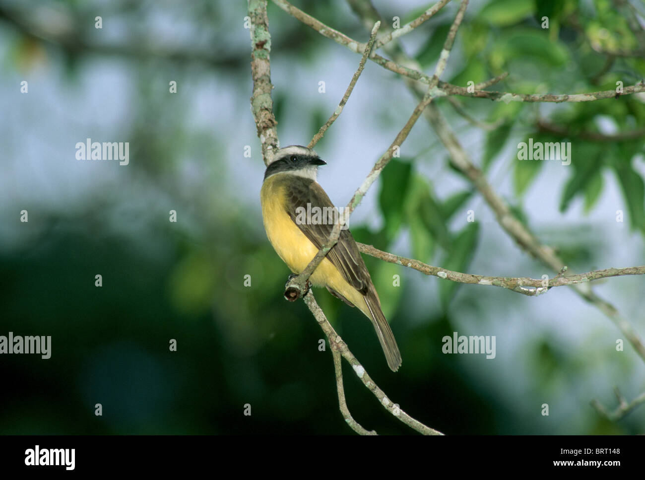 Social bird species hi-res stock photography and images - Alamy