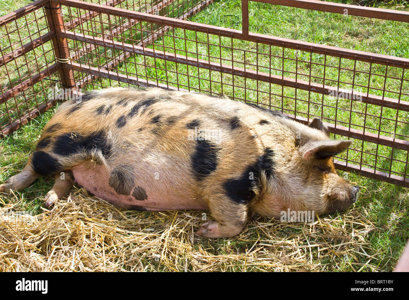 Show pig hi-res stock photography and images - Alamy