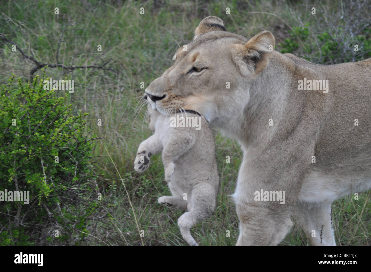 Female african lion and cub hi-res stock photography and images - Alamy