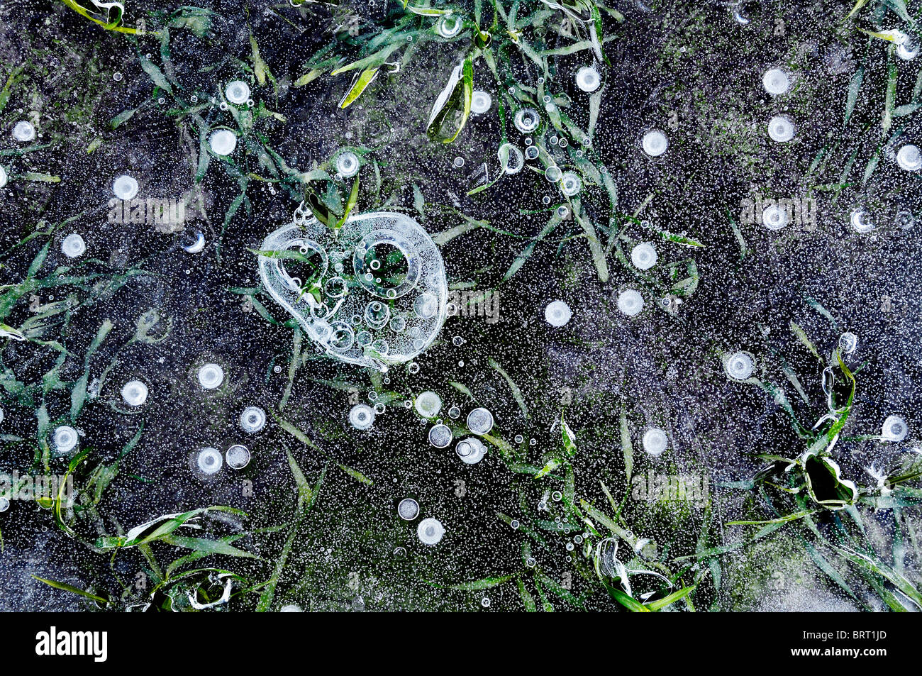 Ice forms in a puddle hi-res stock photography and images - Alamy