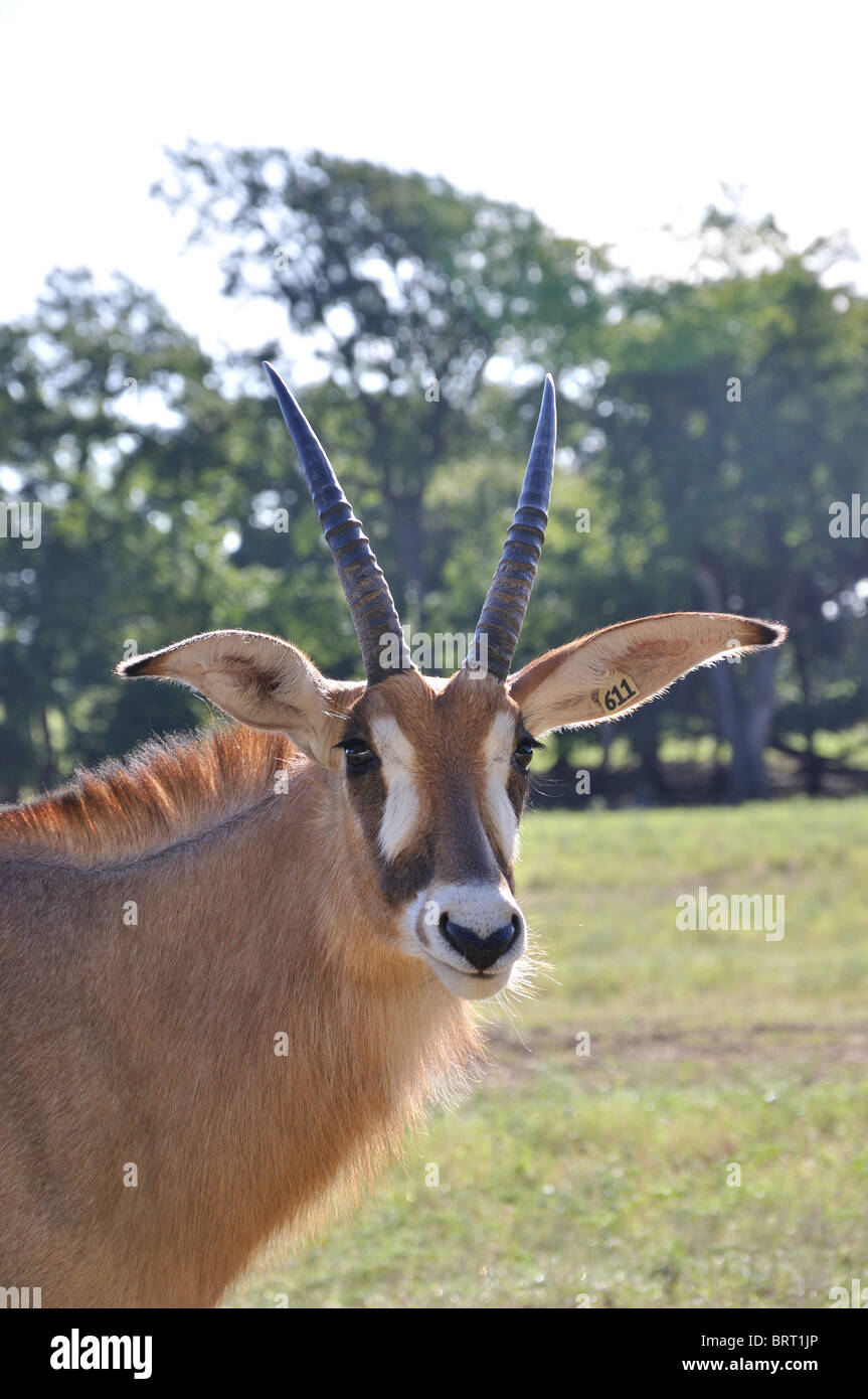 Hippotragus bluebuck antelope hi-res stock photography and images - Alamy