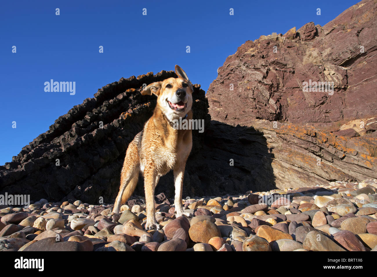 Australian shepard dog hi-res stock photography and images - Alamy
