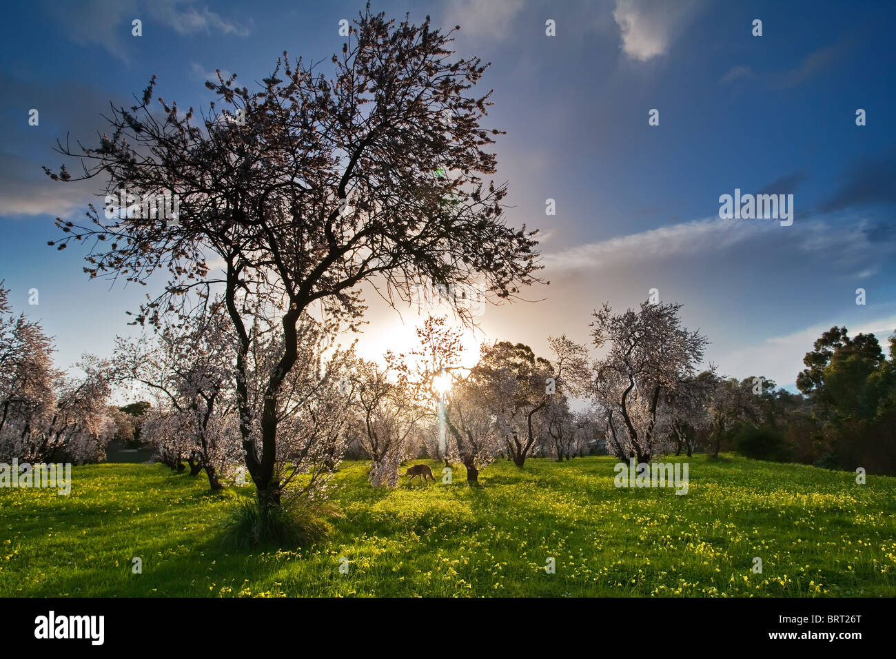 Almond Blossom Adelaide South Australia Stock Photo - Alamy