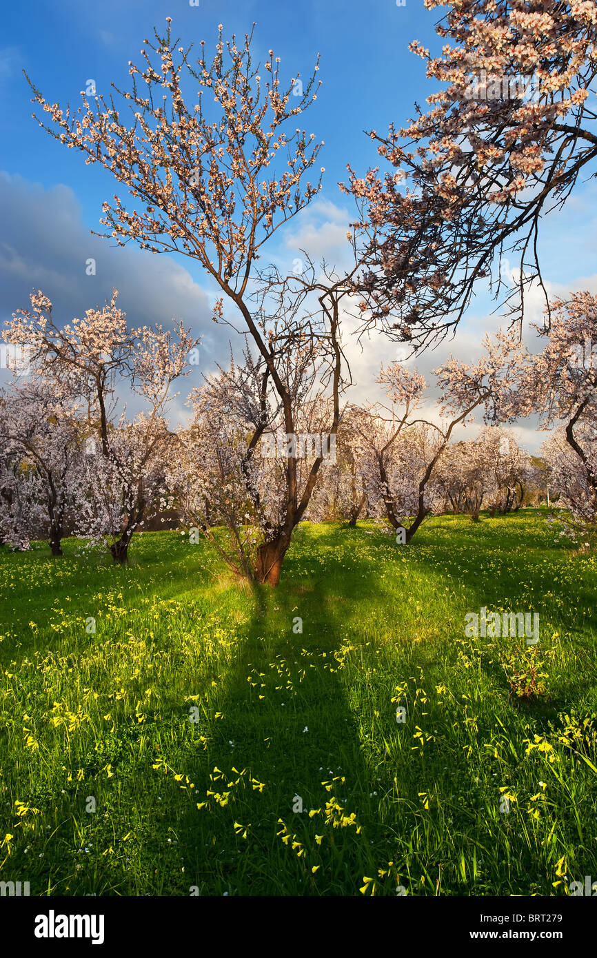 Almond blossom hi-res stock photography and images - Alamy