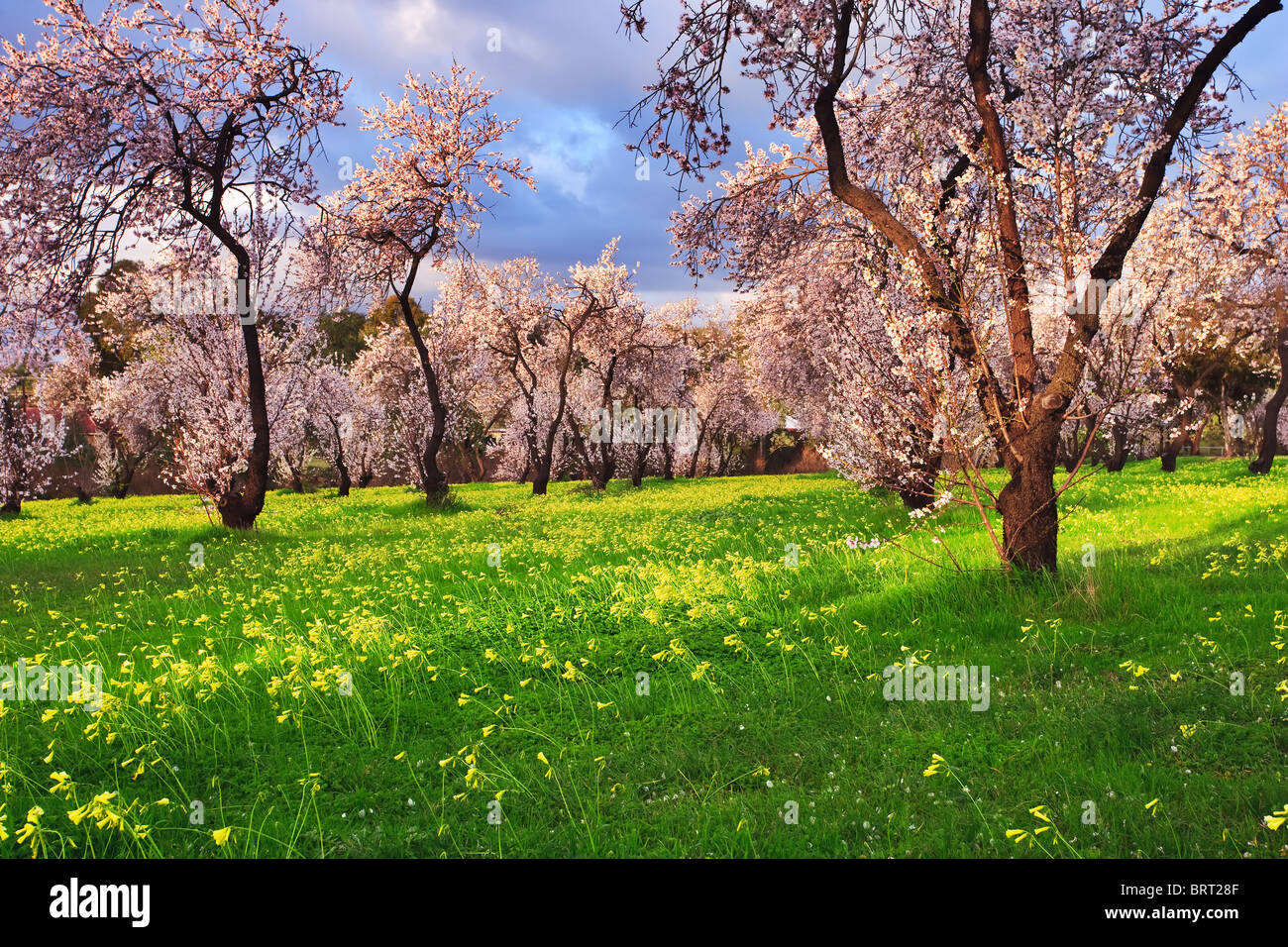 Almond grove blossom hi-res stock photography and images - Alamy