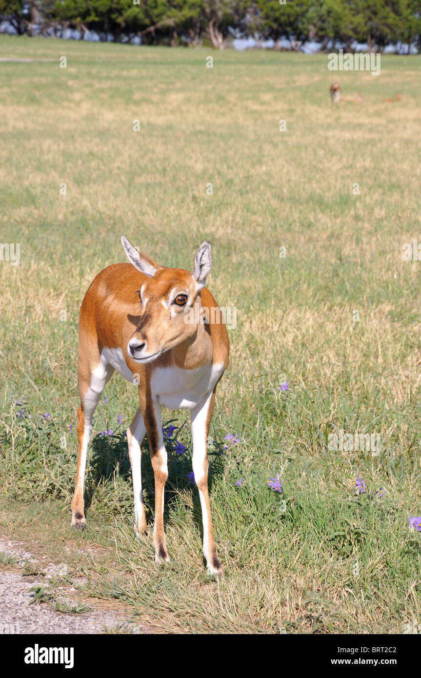 Blackbuck (Antilope cervicapra), aka Krishna Mrigam Stock Photo - Alamy