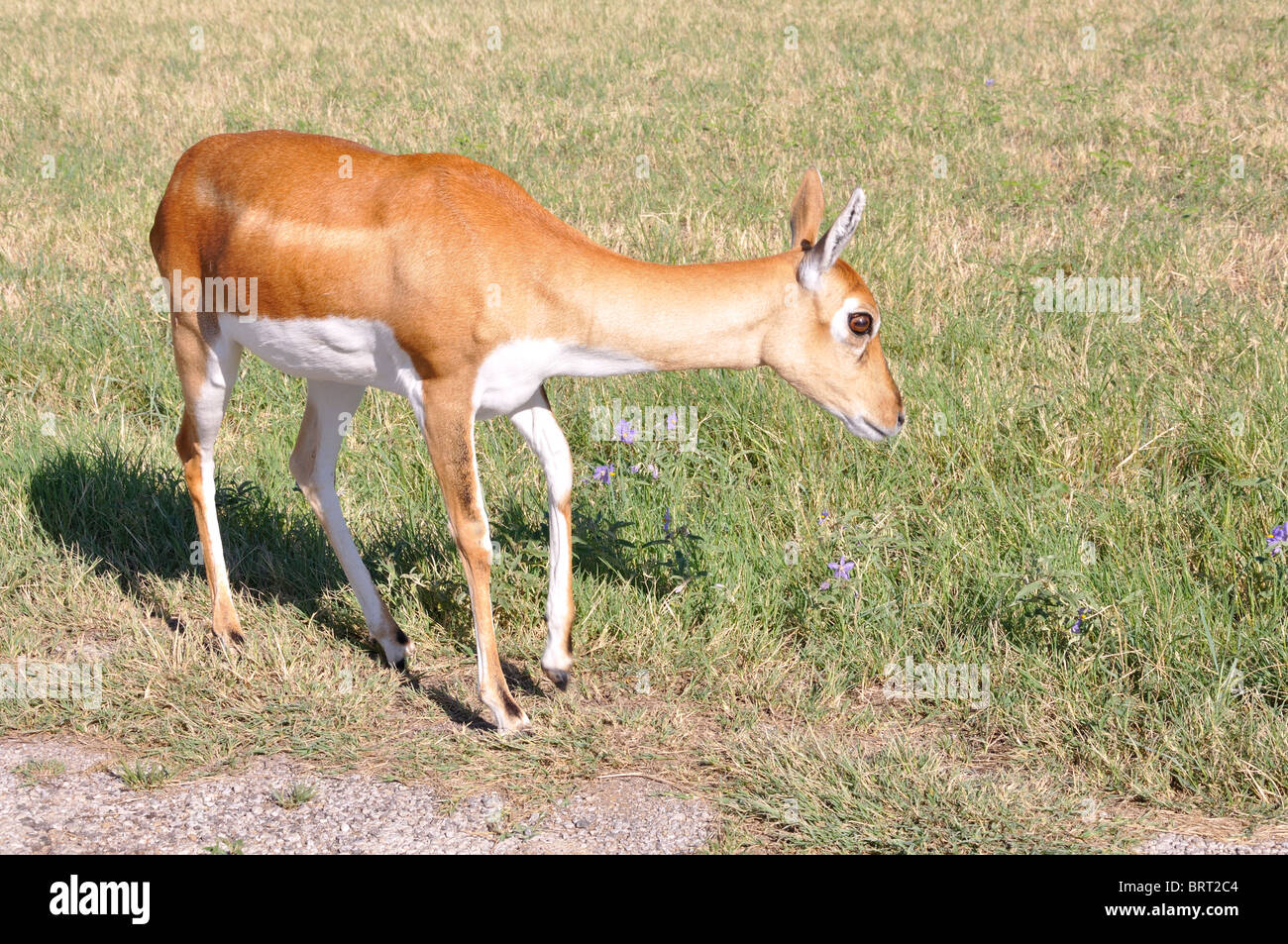 Blackbuck (Antilope cervicapra), aka Krishna Mrigam Stock Photo - Alamy