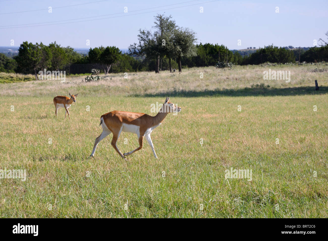 Blackbuck (Antilope cervicapra), aka Krishna Mrigam Stock Photo - Alamy