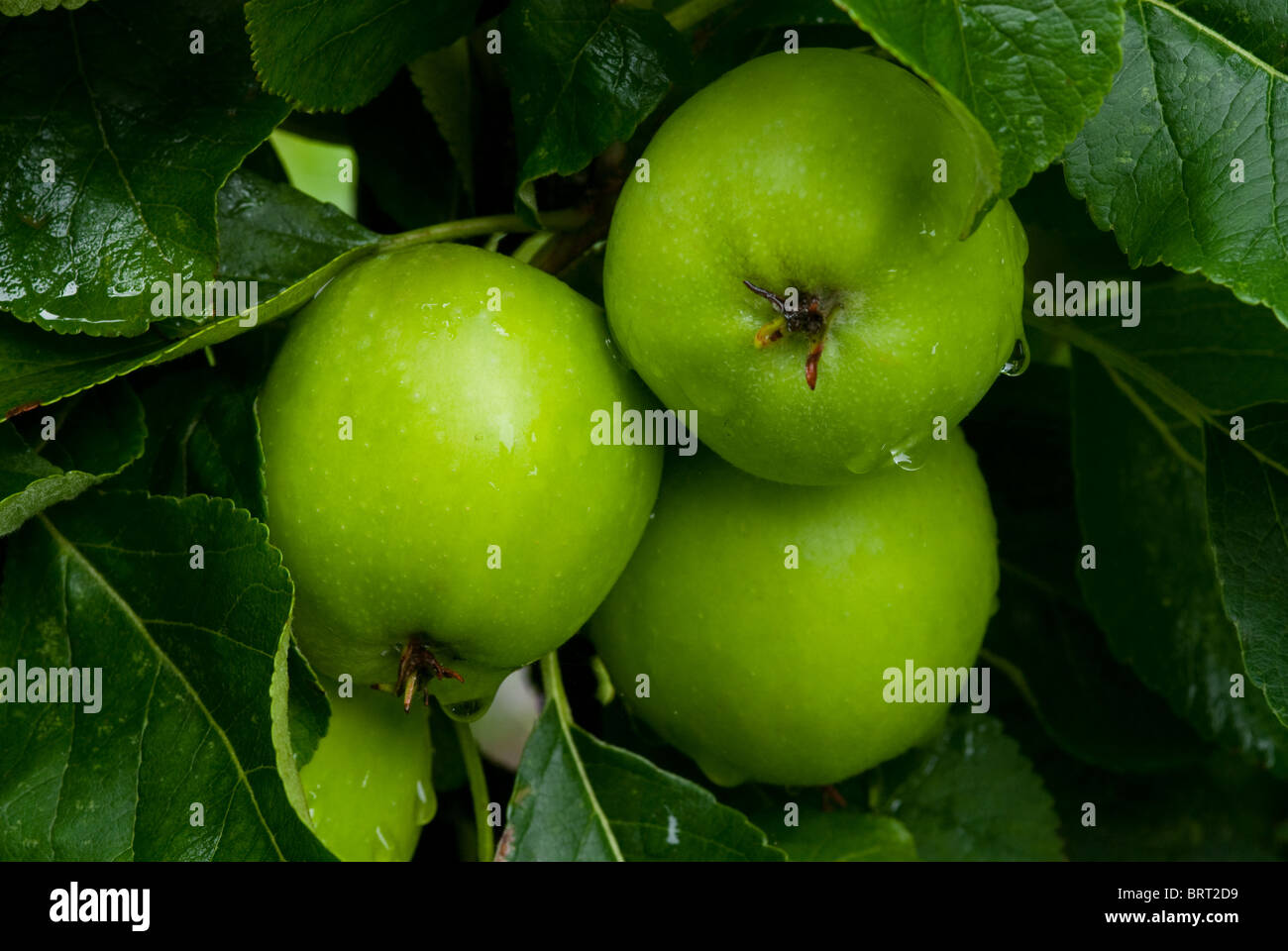 Green James Greaves apples with raindrops Stock Photo - Alamy