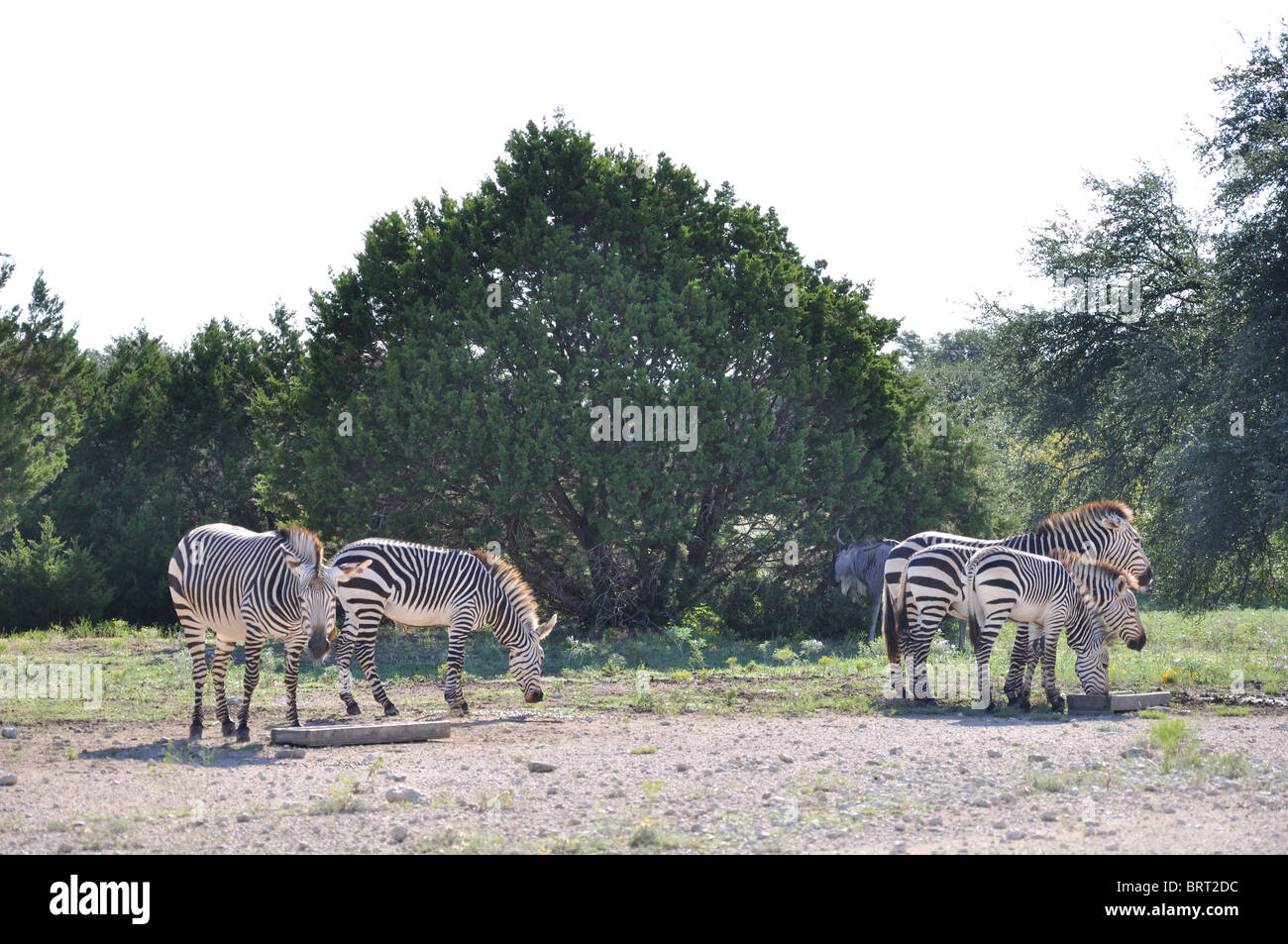 Zebra eating hay hi-res stock photography and images - Alamy