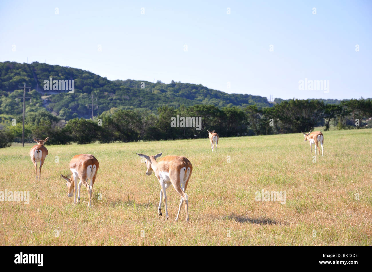 Blackbuck (Antilope cervicapra), aka Krishna Mrigam Stock Photo - Alamy