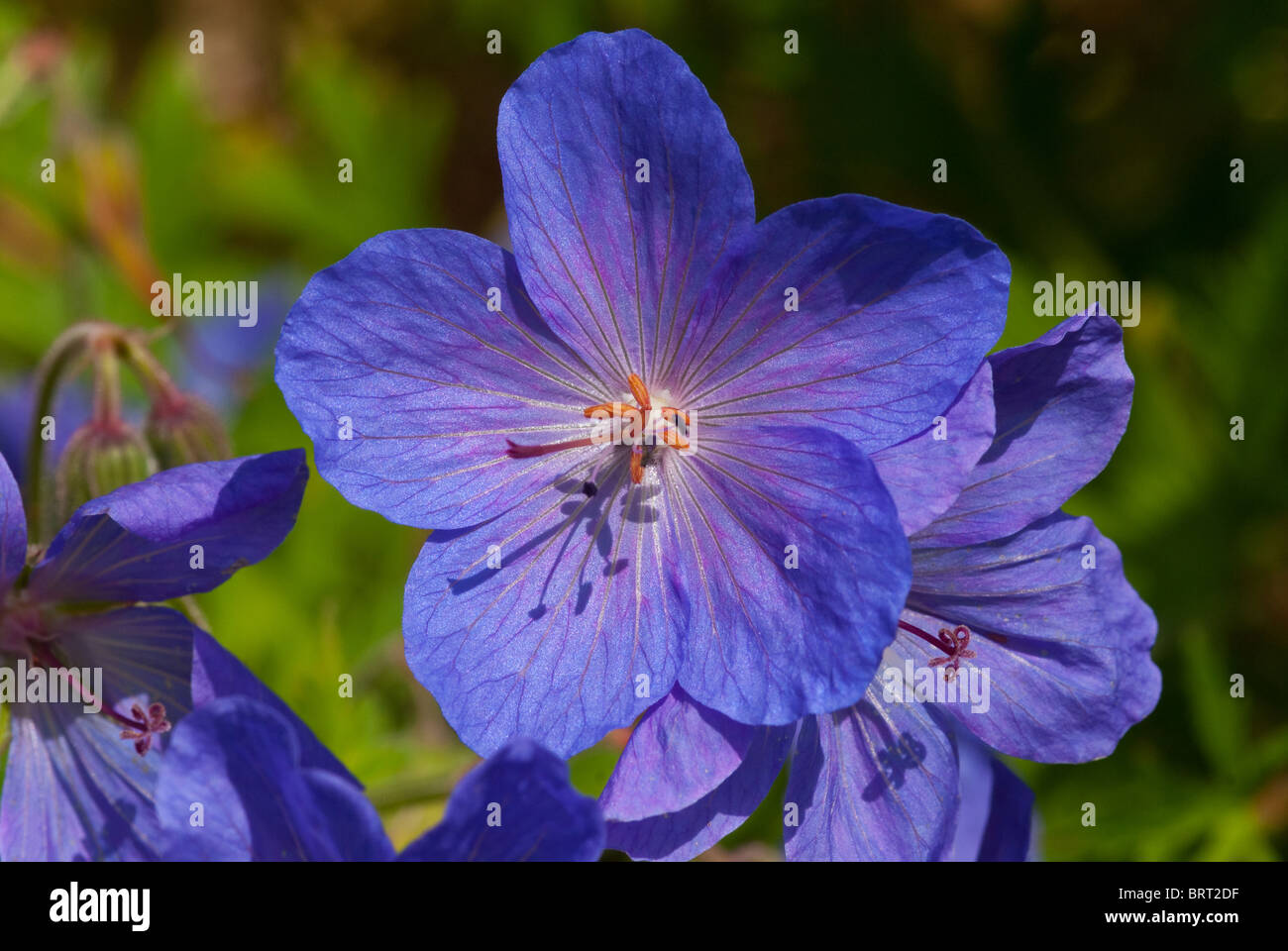 Johnsons Blue Geranium Flowers on a green background Stock Photo - Alamy