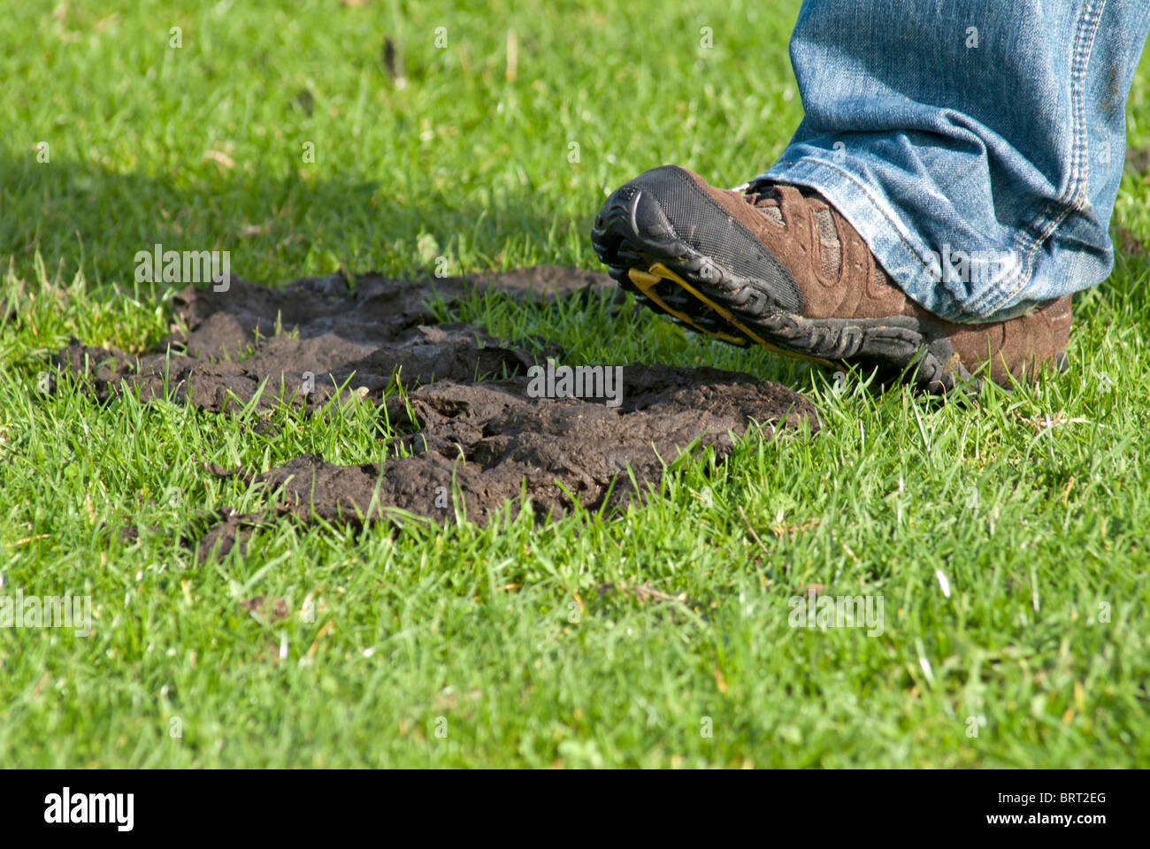 Cow manure hi-res stock photography and images - Alamy