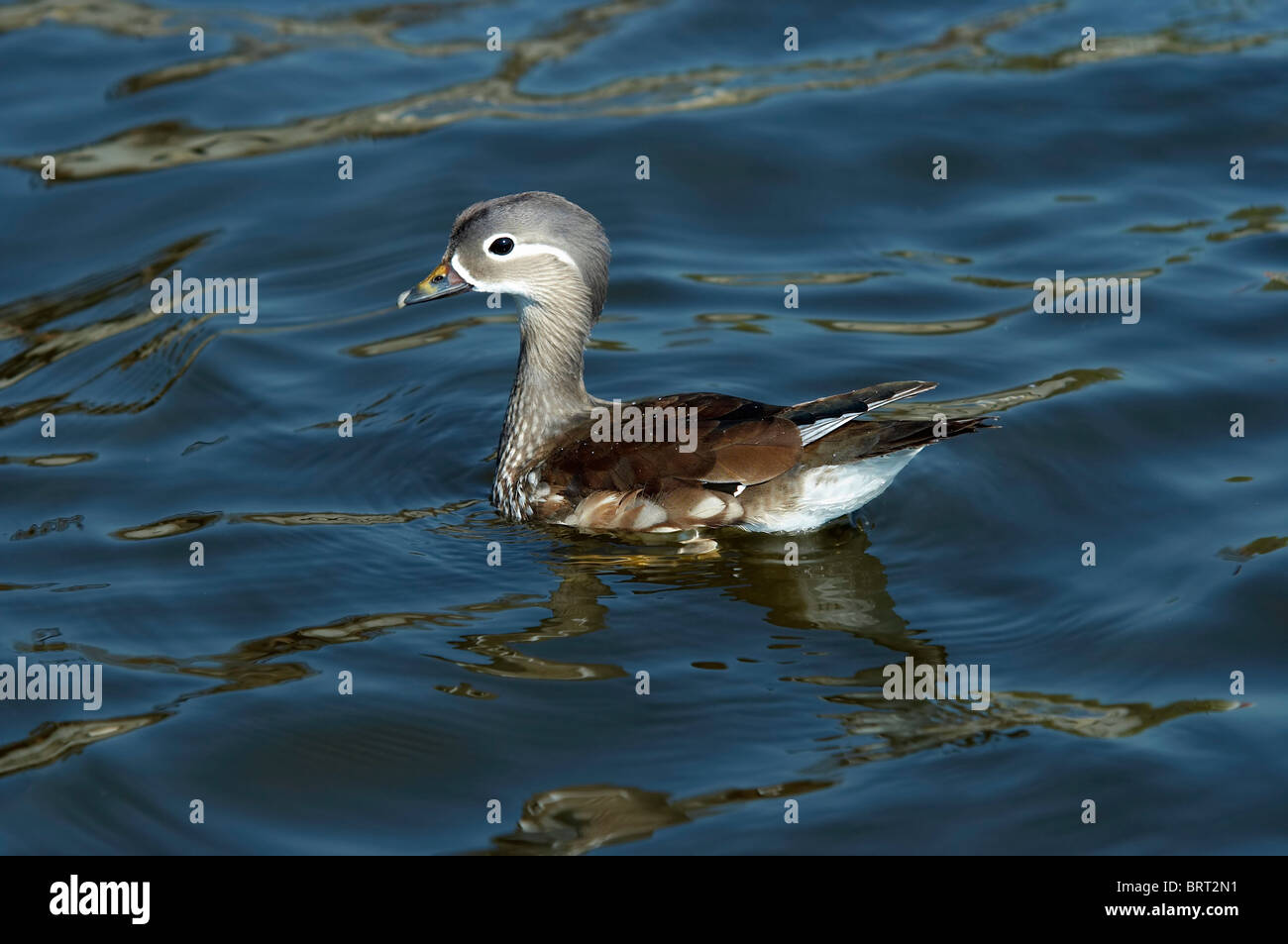 Detail of the puppy of mandarin duck Stock Photo - Alamy