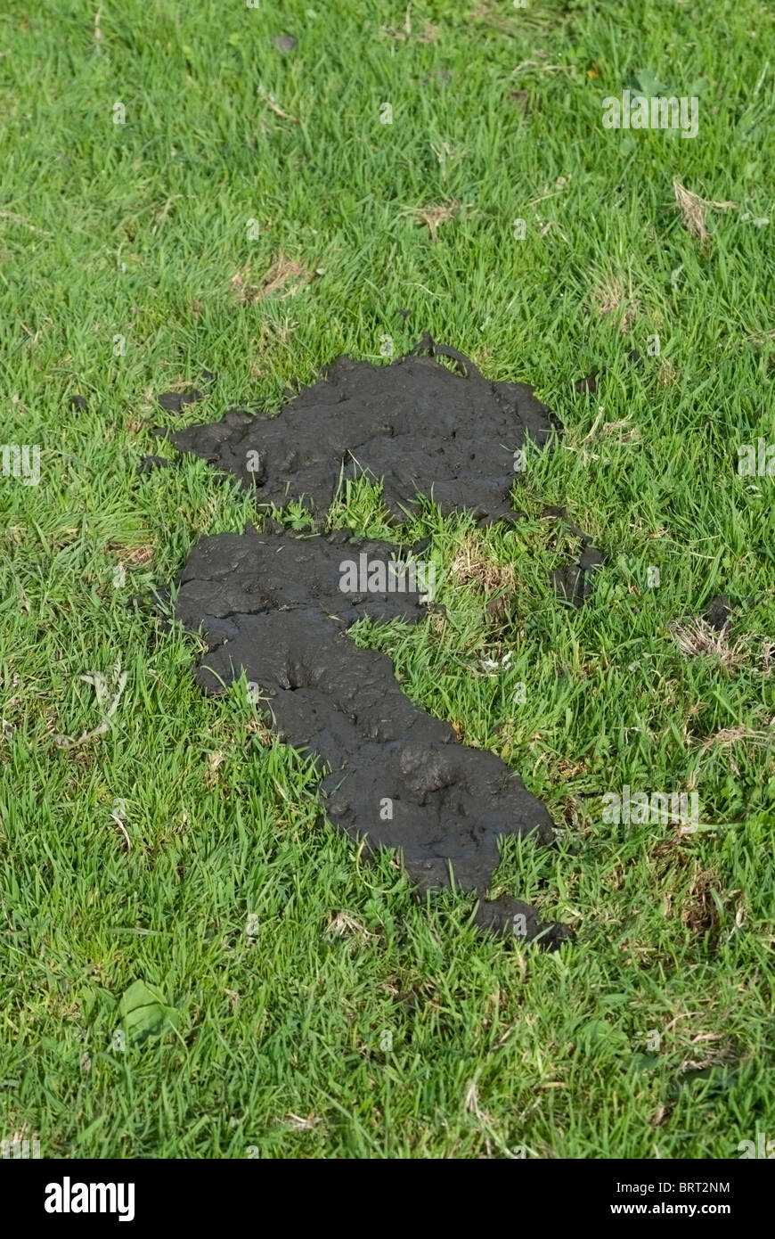 Cow pat hi-res stock photography and images - Alamy