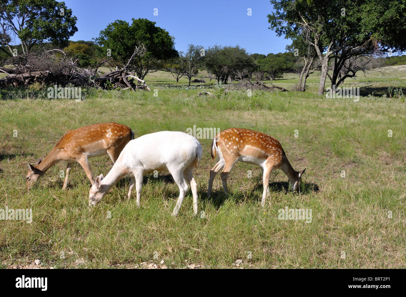 Fawns eating hi-res stock photography and images - Alamy