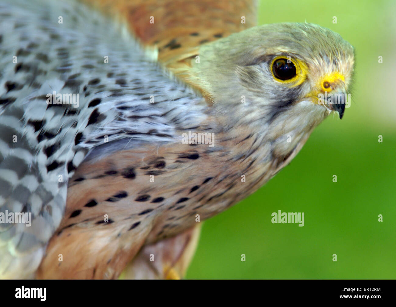 Kestrel (Falco tinnunculus) British bird of prey Stock Photo - Alamy
