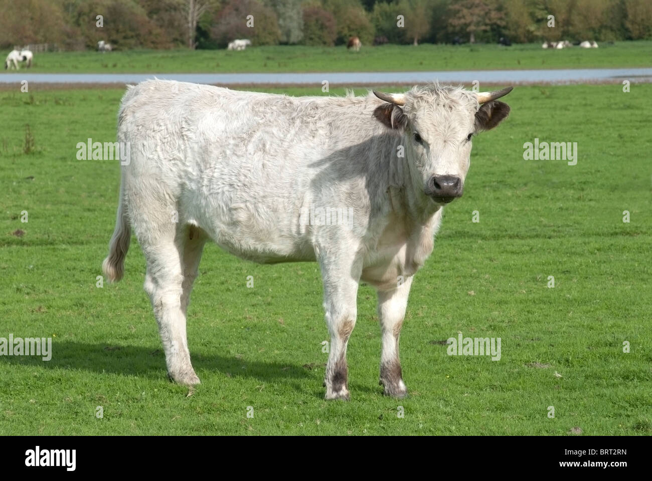 Cow in Field Stock Photo - Alamy