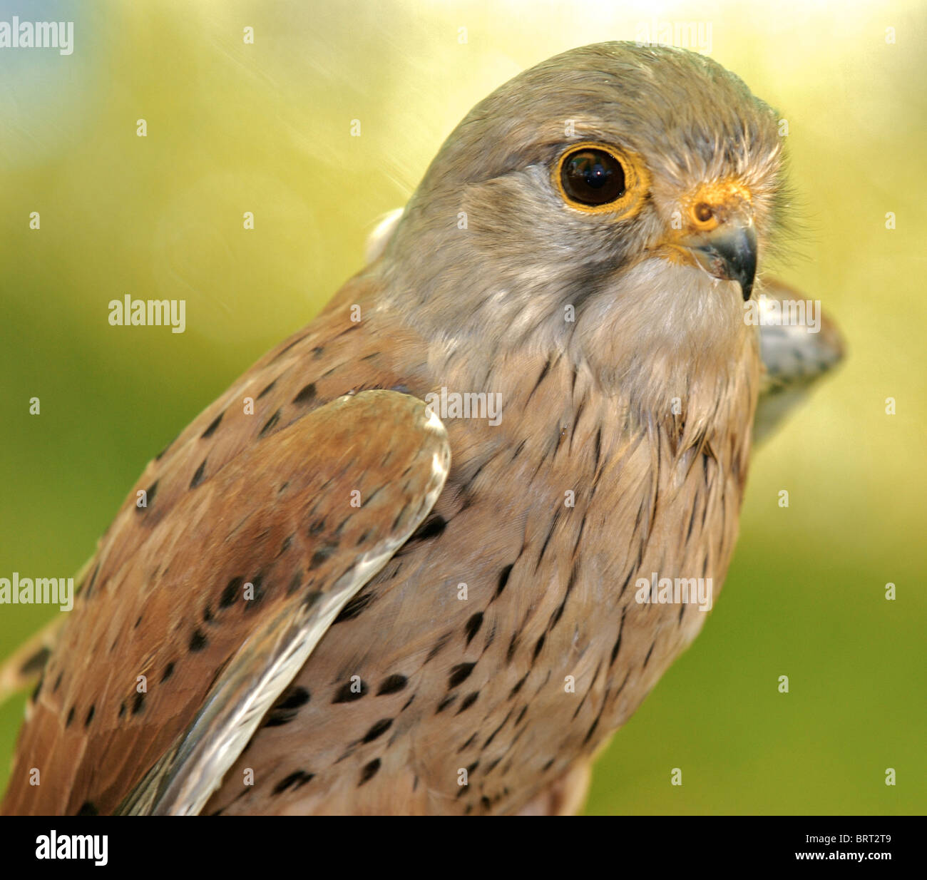 Kestrel (Falco tinnunculus) British bird of prey Stock Photo - Alamy