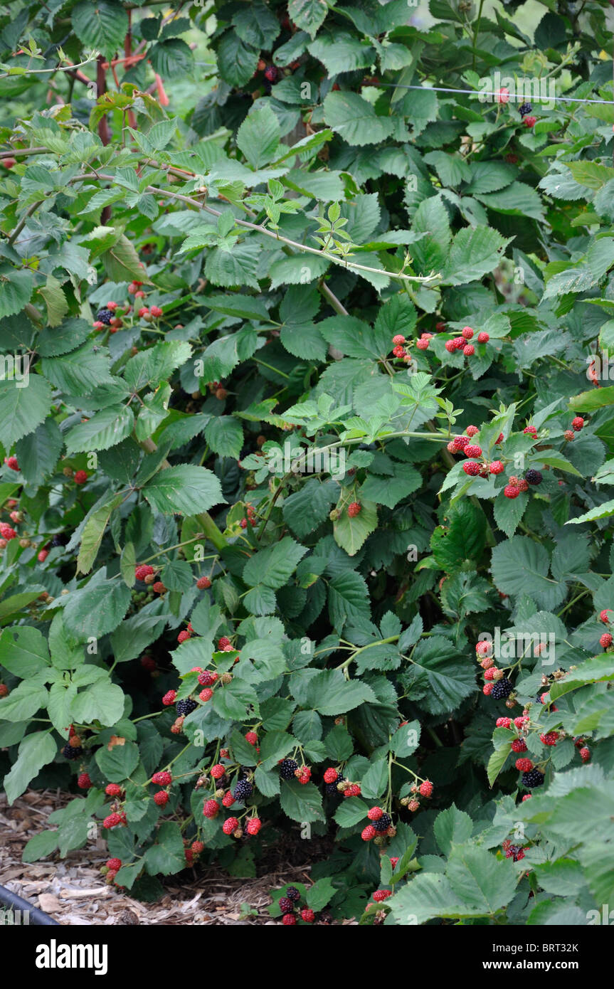 Amish bush hi-res stock photography and images - Alamy