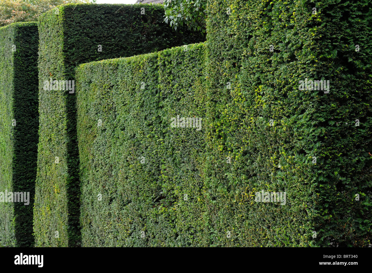 Fence vegetation hi-res stock photography and images - Alamy