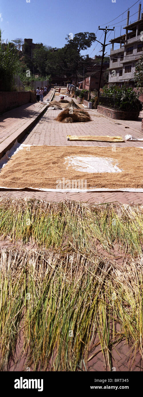 Drying rice and grains in the sunshine. Bhaktapur World Heritage site ...