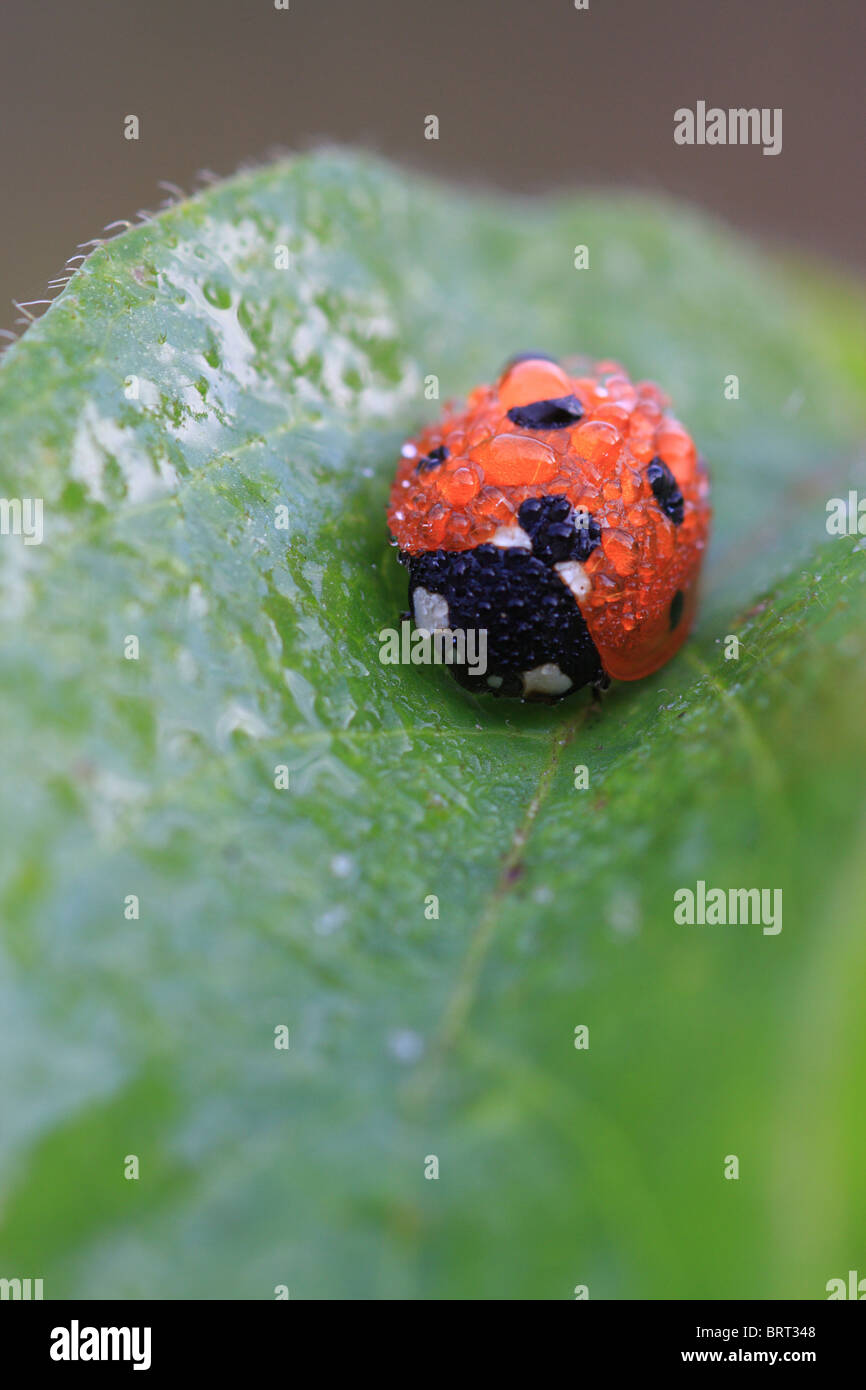 Ladybug(Coccinella septempunctata) sleeping in morning frost, Estonia ...