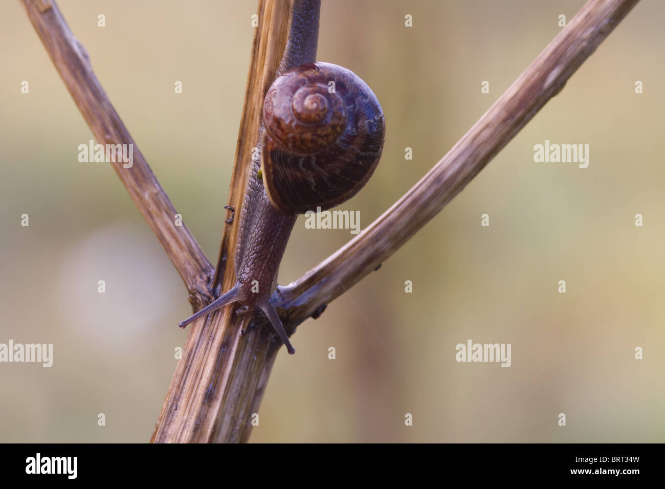 Snail Garden snail crawling on a stem Stock Photo - Alamy