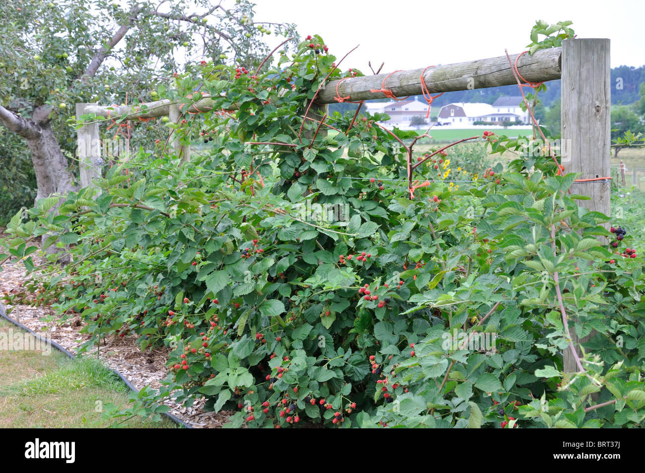Amish bush hi-res stock photography and images - Alamy